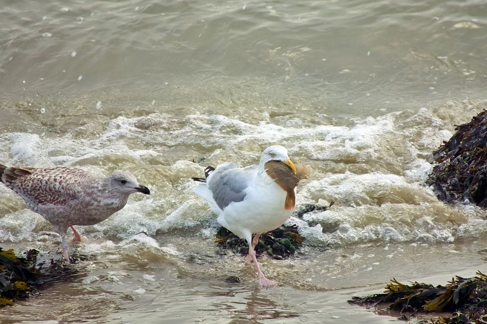 Zilvermeeuw en juveniele meeuw met lekkere prooi. | Vogelbescherming