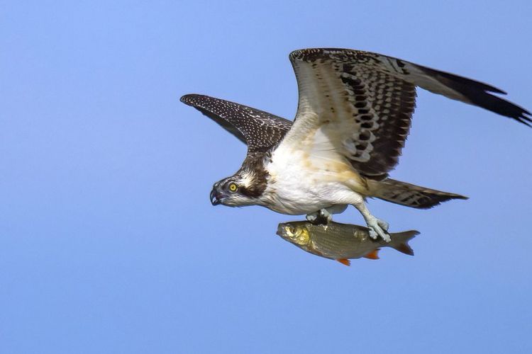 Visarend met een grote ruisvoorn | Vogelbescherming