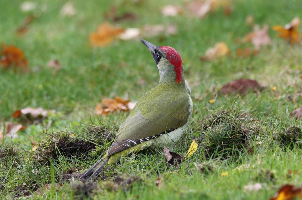 Groene Specht in de tuin | Vogelbescherming