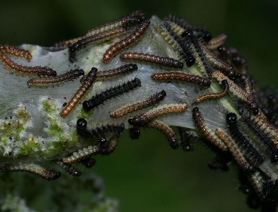 De Vlinderstichting | Rupsen van aurelia's determineren