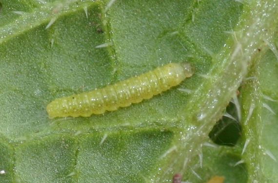 De Vlinderstichting | Rupsen van witjes determineren.