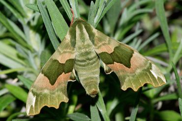 De Vlinderstichting | Vlinderfamilie: pijlstaarten / SPHINGIDAE