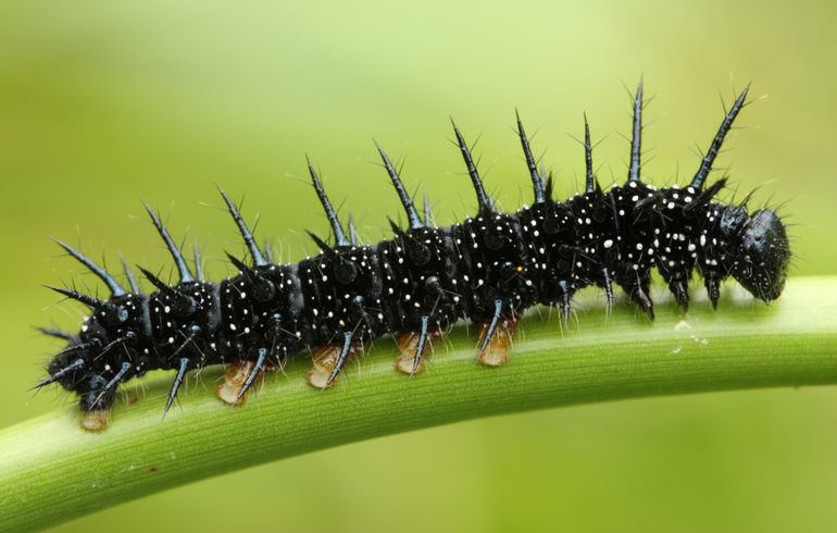 De Vlinderstichting | Planten voor rupsen
