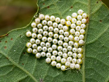 De Vlinderstichting | Levenscyclus