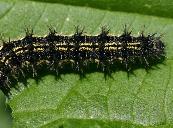 De Vlinderstichting | Rupsen van aurelia's determineren