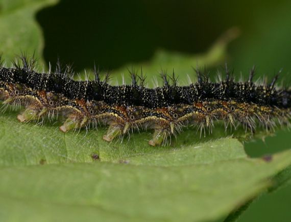 De Vlinderstichting | Rupsen van aurelia's determineren