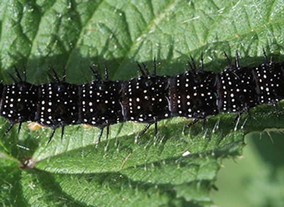 De Vlinderstichting | Rupsen van aurelia's determineren