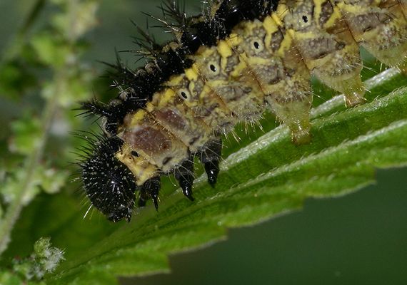 De Vlinderstichting | Rupsen van aurelia's determineren