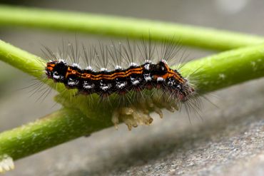 De Vlinderstichting | Rupsen determineren