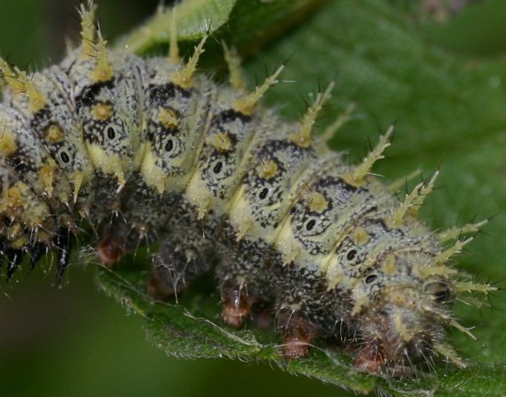 De Vlinderstichting | Rupsen van aurelia's determineren