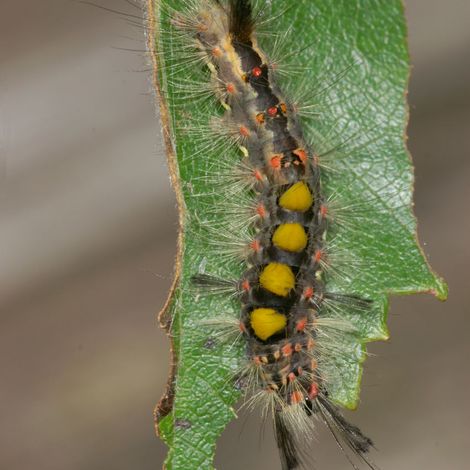 De Vlinderstichting | Rupsen die veel worden waargenomen