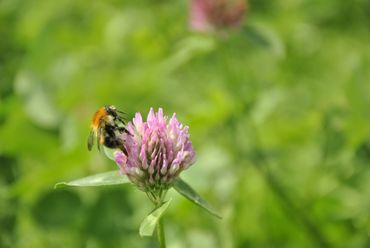 De Vlinderstichting | Hommels